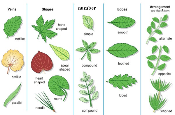ELimu Plants