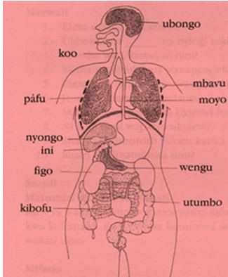 eLimu | Msamiati: Viungo vya mwili